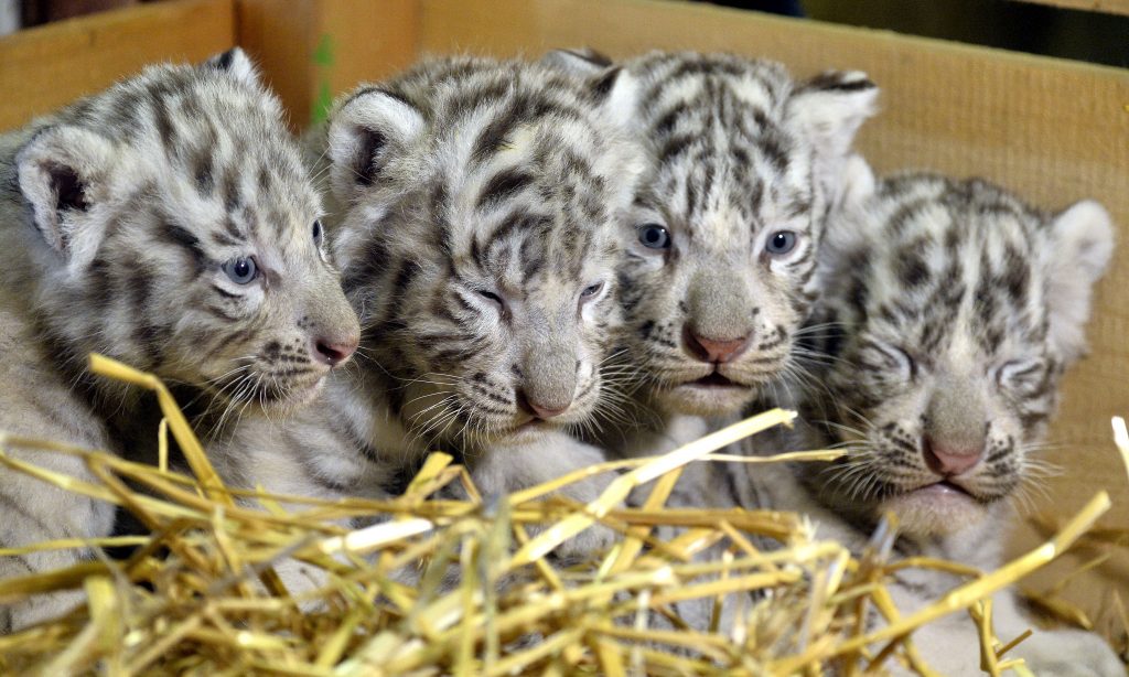 Four of the CUTEST white tiger babies presented at a zoo in Austria ...