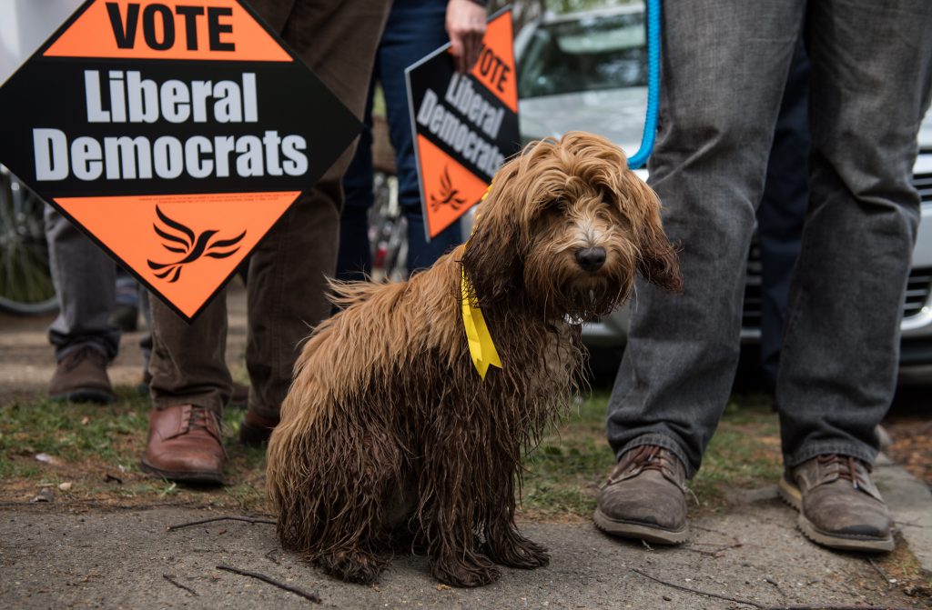 Bonnie the Lib-dem dog attends a Tim Farron campaign speech - First ...