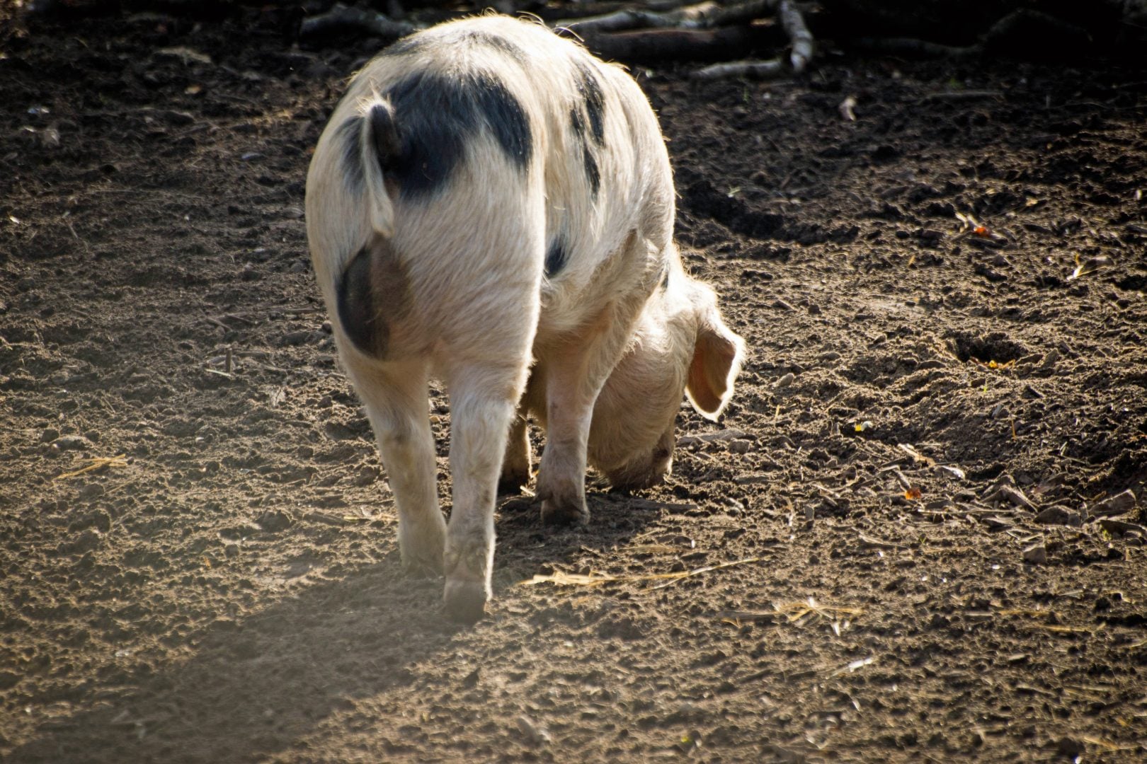 Should this school save its pigs? - First News Live!