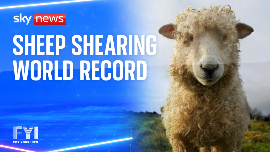 OMG! Sheep shearing world record (00:27) - First News Live!