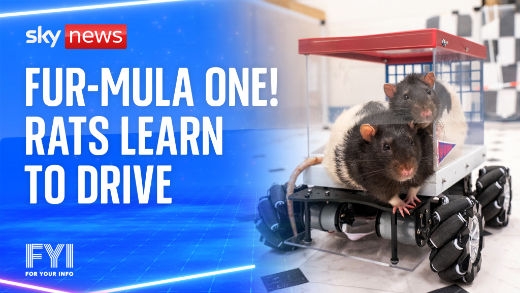 OMG! Fur-mula One! Rats learn to drive (00:31) - First News Live!